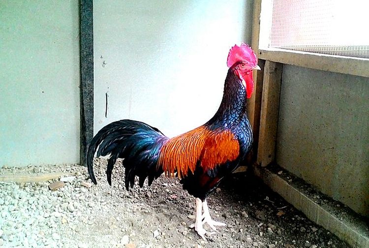 10 Fakta Menarik Ayam Bekisar, Persilangan Ayam Hutan dari Pulau Madura ...
