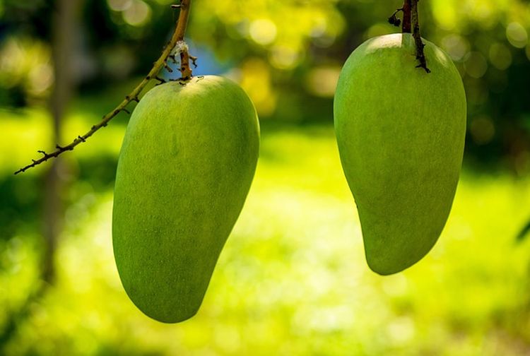 Selain Direndam Beras, Ini 4 Cara Membuat Mangga Cepat Matang - Kids