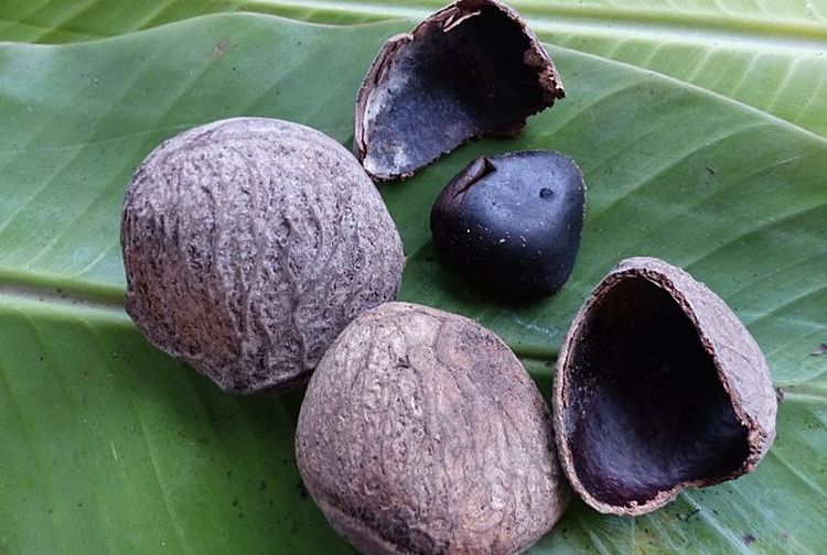 3 Manfaat Kluwek dalam Keseharian, dari Obat Kulit sampai Pengawet - Kids