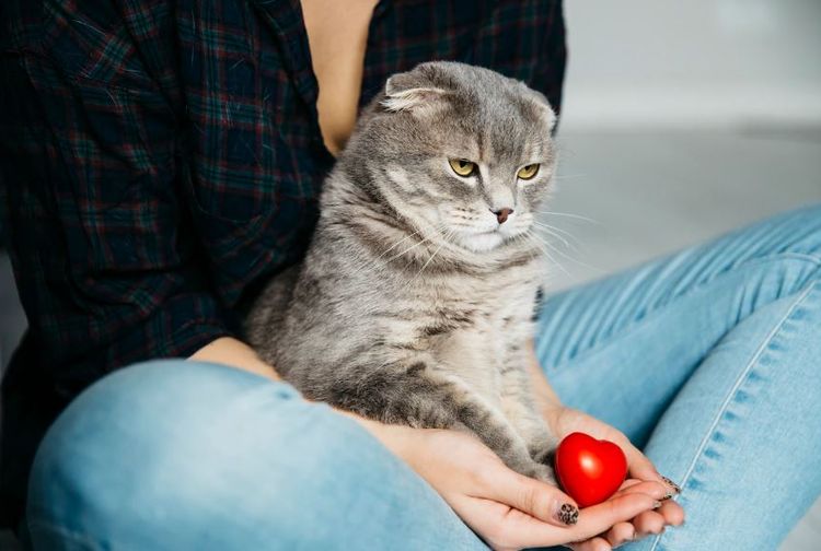 Pemilik Wajib Tahu, Ini 8 Benda yang Bisa Menarik Perhatian Kucing - Kids
