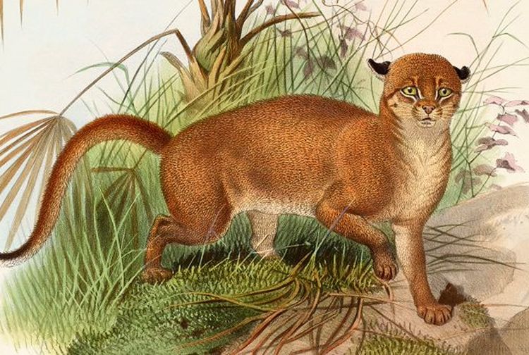10 Fakta Ilmiah Kucing Merah Kalimantan, Kucing Liar Endemik yang ...