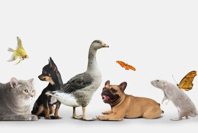 Mengenal Zooologi, Cabang Ilmu Biologi yang Mempelajari tentang Hewan ...