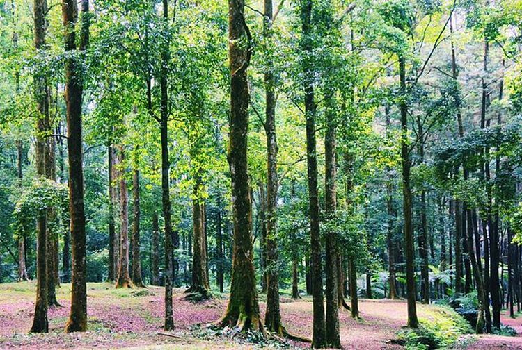 Apa Itu Dormansi? Ini Pengertian, Jenis-Jenis, dan Contohnya - Kids