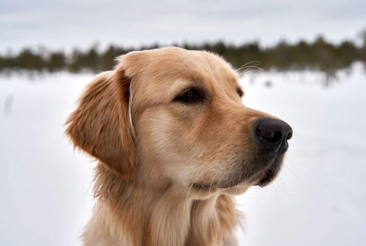 10 Ras Anjing Paling Cerdas di Dunia, Salah Satunya Golden Retriever - Kids