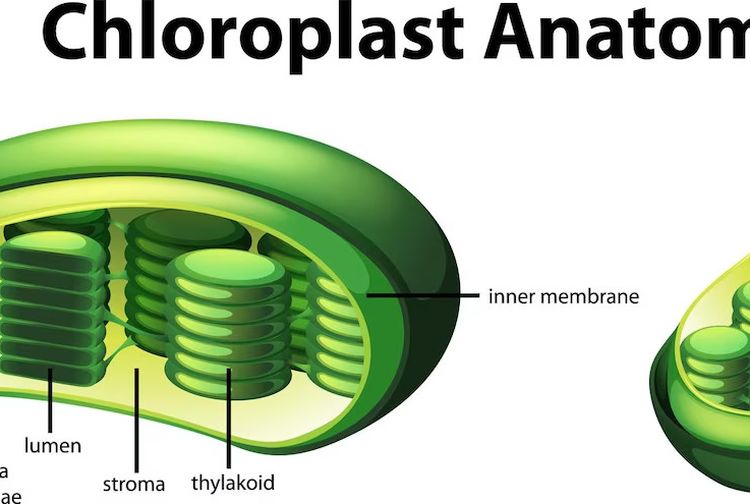 Mengenal Kromoplas pada Tumbuhan yang Mengandung Pigmen Karotenoid - Kids
