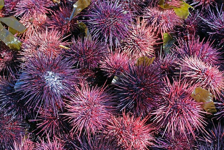 Berduri Tajam dan Beracun, Ini 4 Pertolongan Pertama saat Tertusuk Bulu ...