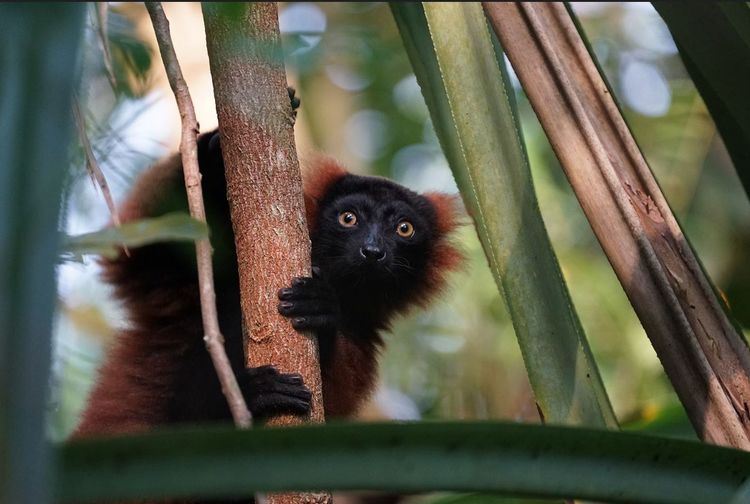 10 Fakta Menarik Aye-aye, Jenis Primata Langka dari Madagascar - Kids