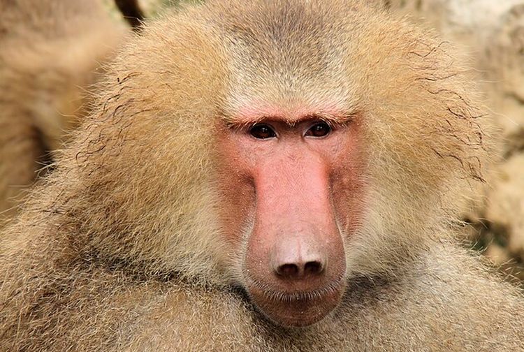 15 Fakta Menarik Babun, Primata Tertua yang Hidup di Dataran Afrika # ...