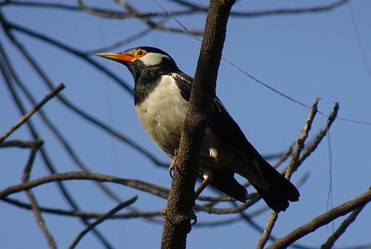5 Karakteristik Fauna Asiatis serta Contoh-contohnya, Apa Saja? - Kids