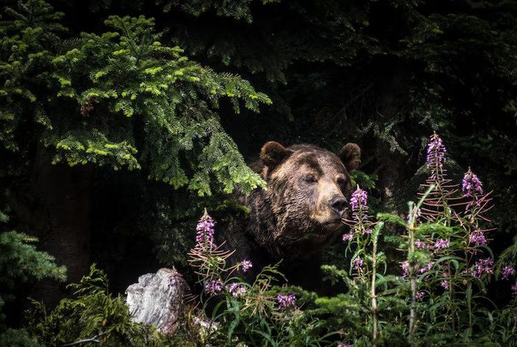 10 Fakta Beruang Grizzly, Beruang yang Berhabitat di Amerika Utara ...