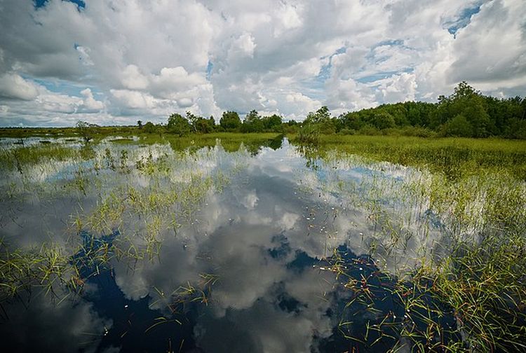 15 Fakta Menarik Taman Nasional Sebangau yang Berada di Tengah Hutan ...