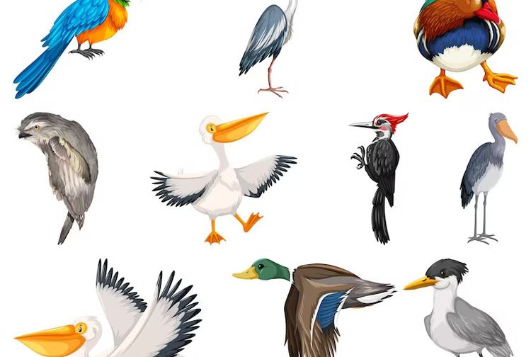 Mengenal Jenis Burung-Burung Endemik di Indonesia Bagian Timur - Kids