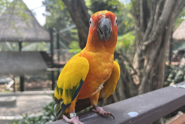 2000 Burung di Taman Burung Jagat Satwa Nusantara TMII Siap Sambut ...