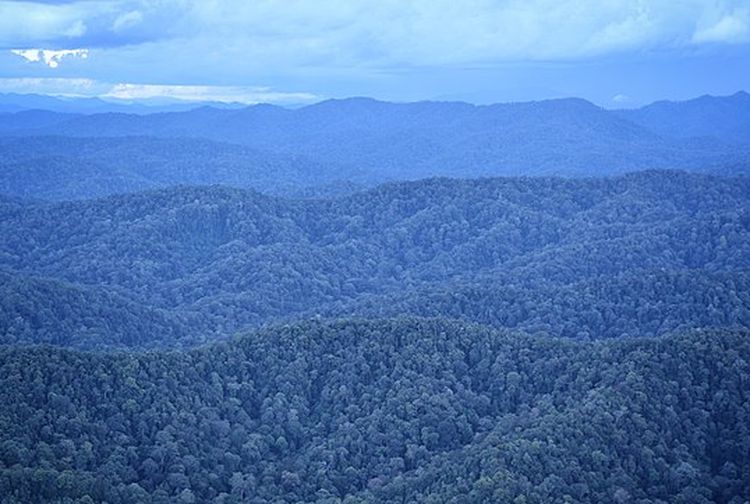13 Fakta Menarik Taman Nasional Betung Kerihun yang Berada di Hulu ...