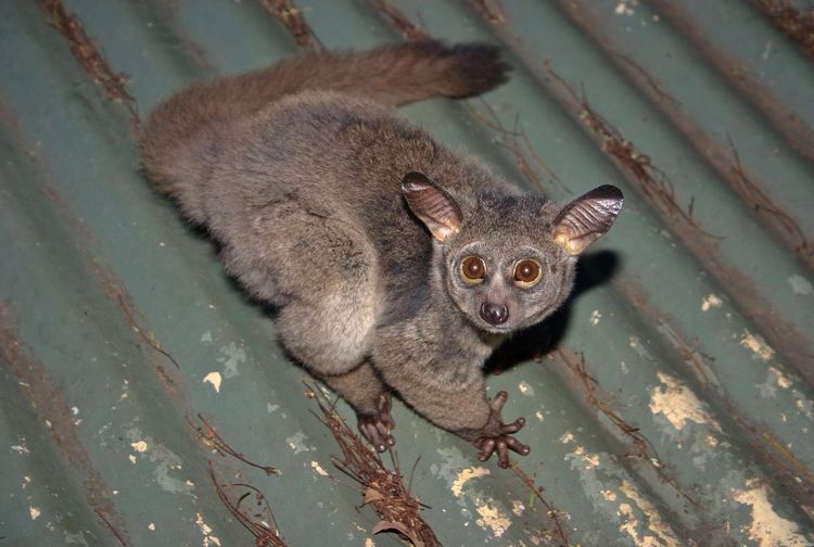 10 Fakta Menarik Galago, Primata Kecil dari Afrika yang Jago Melompat ...