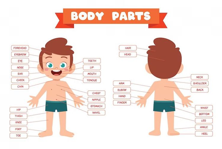 Belajar Bahasa Yunani: Nama-Nama Bagian Tubuh (Méri tou sómatos) - Kids