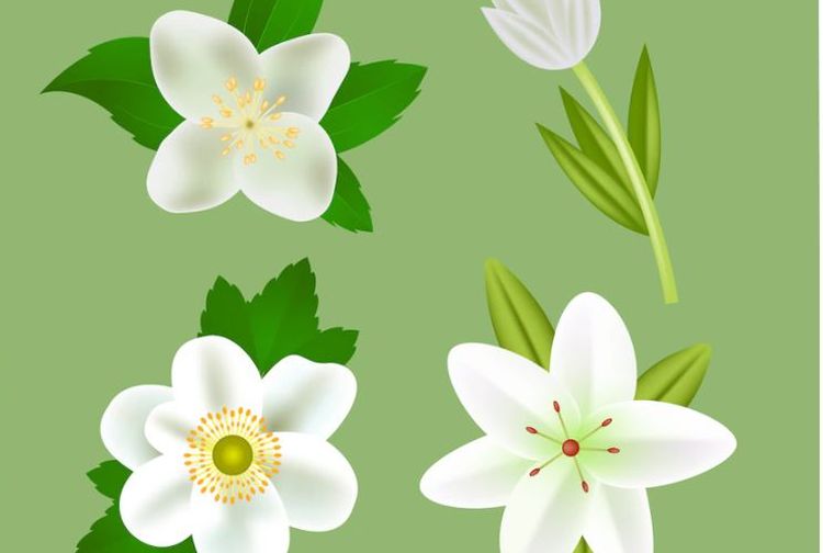 Nama-Nama Bunga Tanaman (Kembang) dalam Bahasa Jawa, Pandan hingga ...