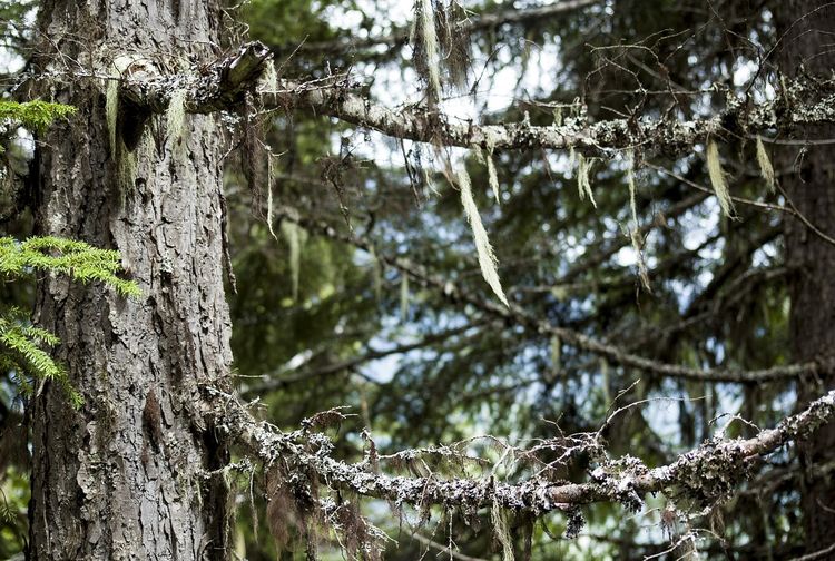 15 Contoh Tumbuhan dengan Duri dan Tumbuhan dengan Getah - Kids