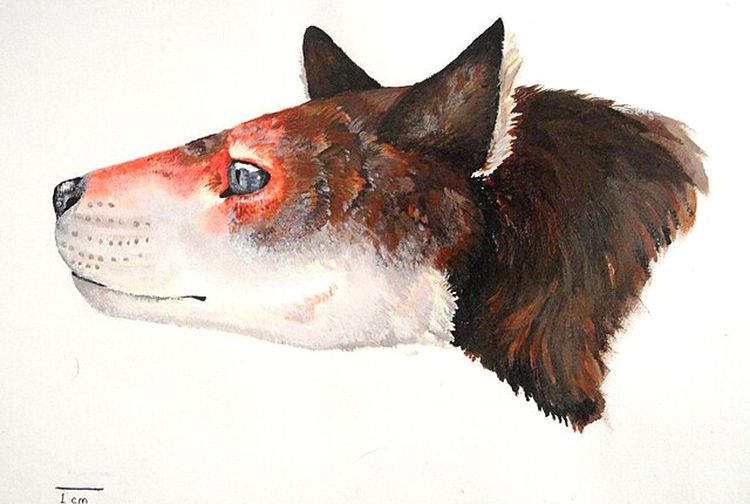 10 Fakta Ilmiah Miacis, Nenek Moyang Kucing yang Hidup 50 Juta Tahun ...