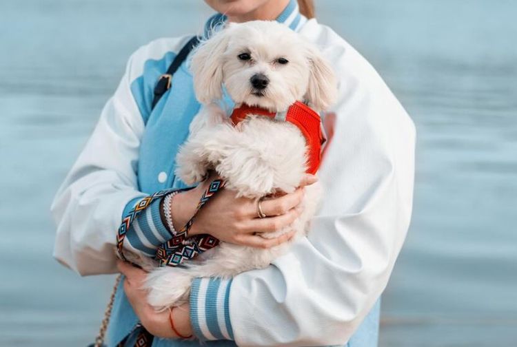 10 Fakta Menarik Maltese, Ras Anjing Kecil namun Pemberani - Kids