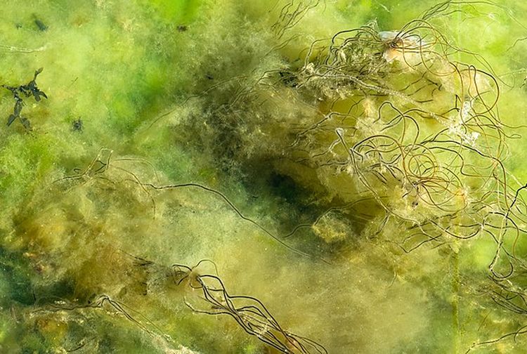 Mengenal Karakteristik Alga Keemasan (Chrysophyta) dan Manfaatnya - Kids