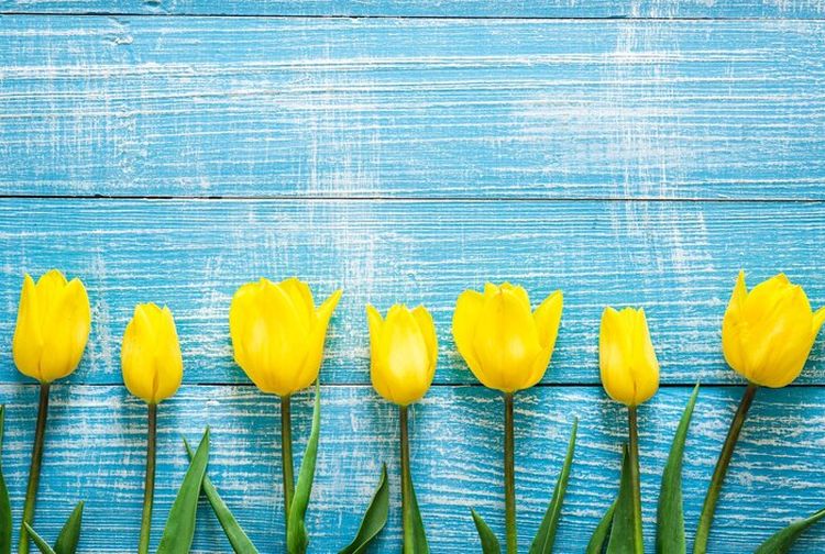 4 Cara Penyebaran Biji pada Tumbuhan: Angin, Air, Hewan, dan Manusia ...