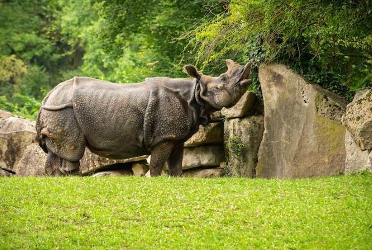 10 Fakta Menarik Badak, Hewan Besar yang Identik dengan Cula di Kepala ...