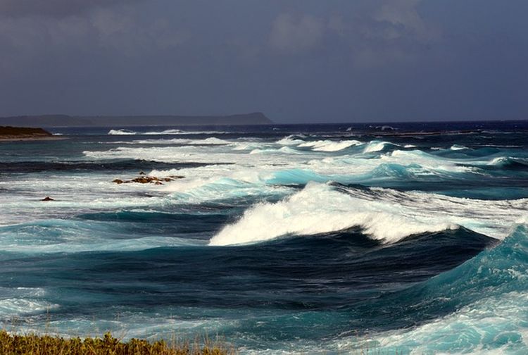 4 Tumbuhan yang Hidup di Samudra Atlantik dan Berperan Penting bagi ...