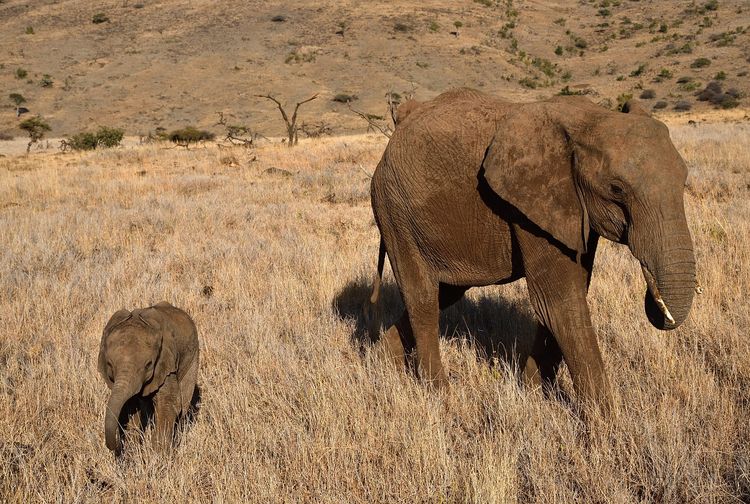 Pengertian Suaka Margasatwa dan Contoh-contohnya - Kids