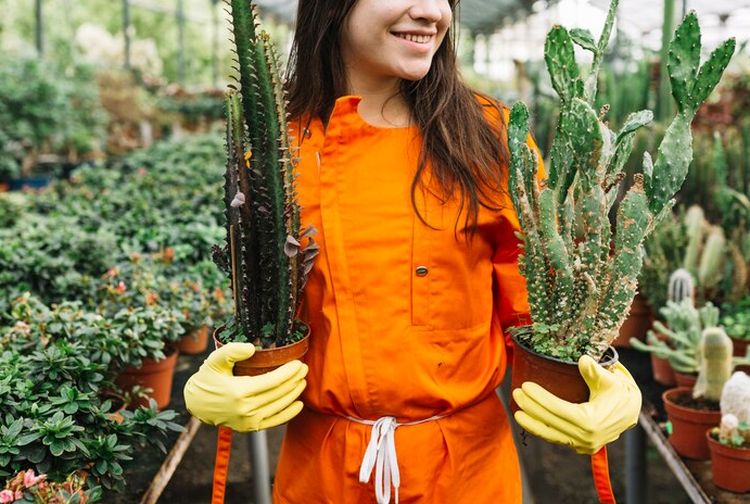 Tumbuhan Xerofit: Pengertian, Habitat, Ciri-Ciri, dan Contohnya - Kids