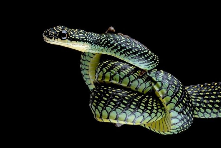 10 Fakta Menarik Chrysopelea, Satu-satunya Ular yang Bisa Terbang - Kids