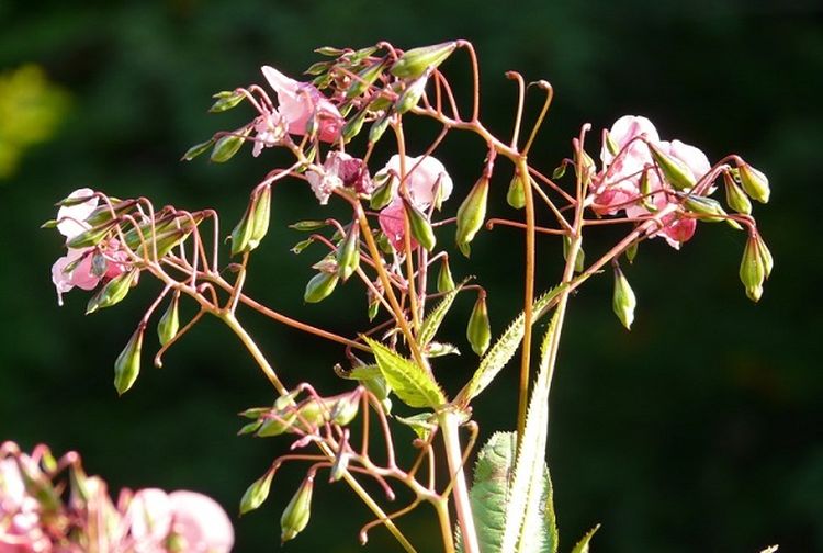 5 Jenis Hewan Ini Membantu Penyebaran Biji pada Tumbuhan - Kids