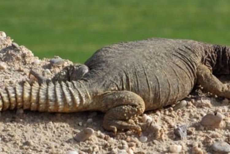 10 Fakta Menarik Dhub, Kadal Besar yang Hidup di Gurun Gersang # ...