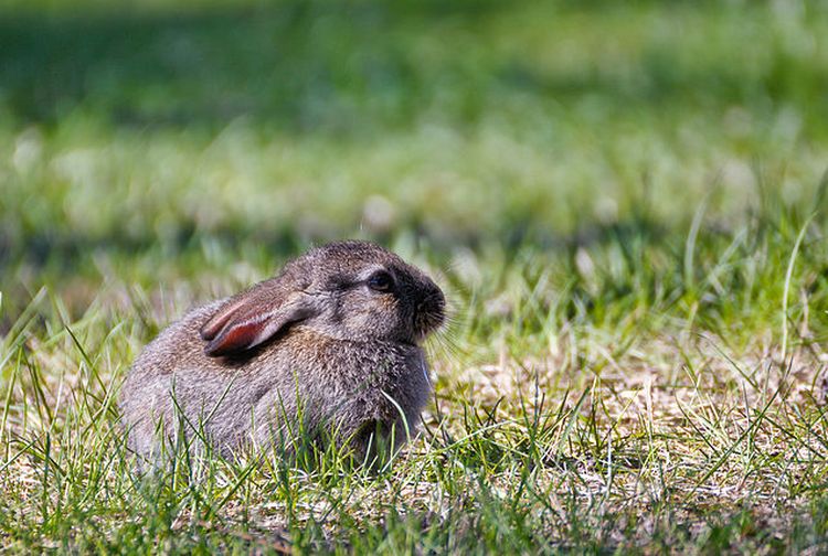 7 Hewan yang Pura-Pura Mati untuk Bertahan Hidup, Salah Satunya Kelinci ...