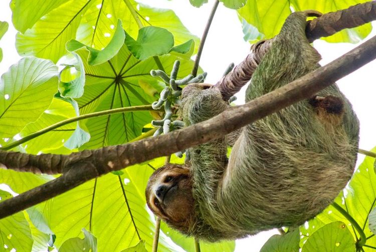 Bagaimana Cara Kungkang yang Bergerak Lambat Selamat dari Predator? - Kids
