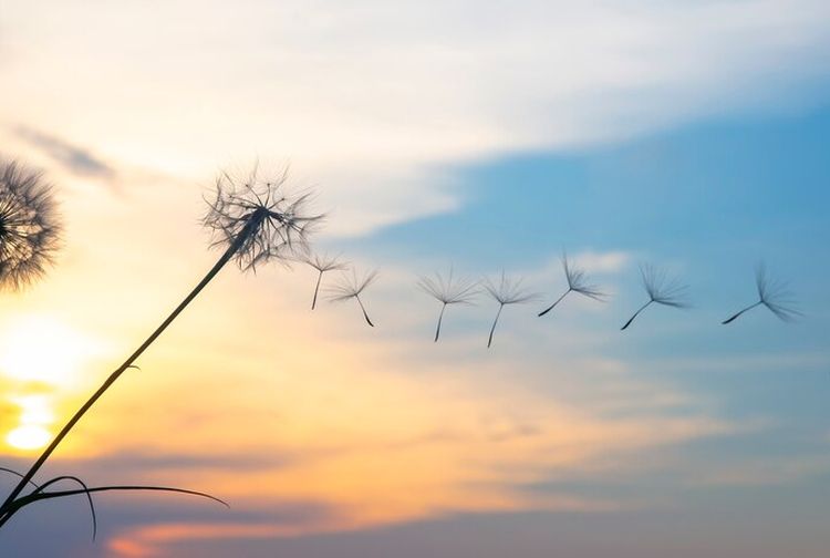 Apa yang Akan Terjadi Kalau Angin Enggak Bertiup Lagi di Bumi? - Kids