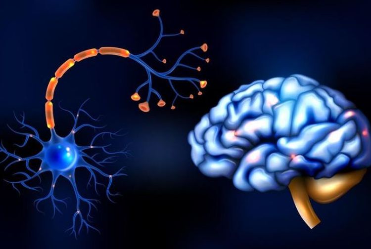 Bagian-Bagian Sistem Saraf Manusia, Saraf Otak dan Sel Saraf Neuron - Kids