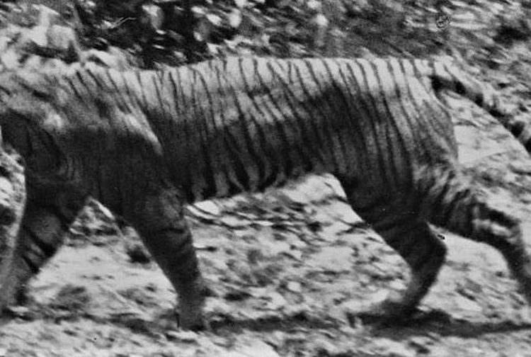 Harimau Jawa, Spesies Kucing Besar Endemik Indonesia, IPAS Kelas 3 SD ...