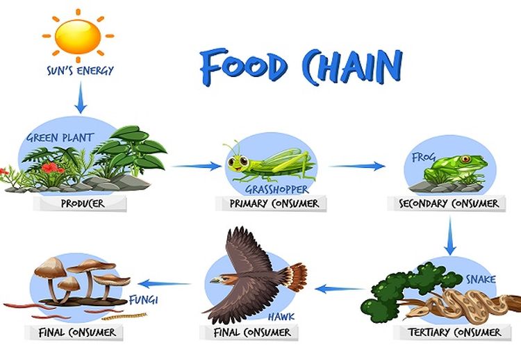 3 Peran Makhluk Hidup dalam Rantai Makanan dan Contohnya - Kids