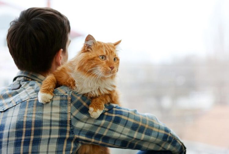 Sering Manja, Benarkah Kucing Menganggap Pemiliknya Bagian dari ...