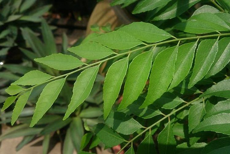 6 Manfaat Daun Kari untuk Kesehatan, Tak Hanya Baik untuk Diabetes - Kids