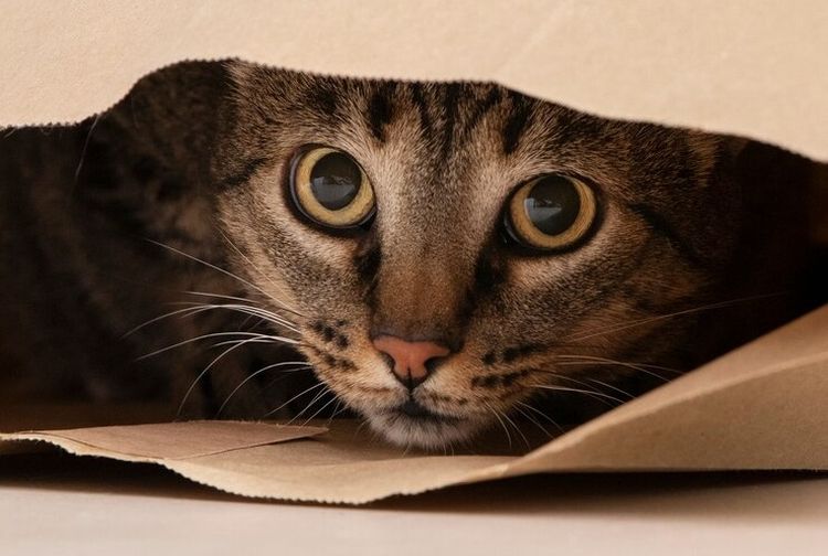 15 Fakta Ilmiah Toyger, Ras Kucing Mirip Harimau yang Ramah Manusia - Kids