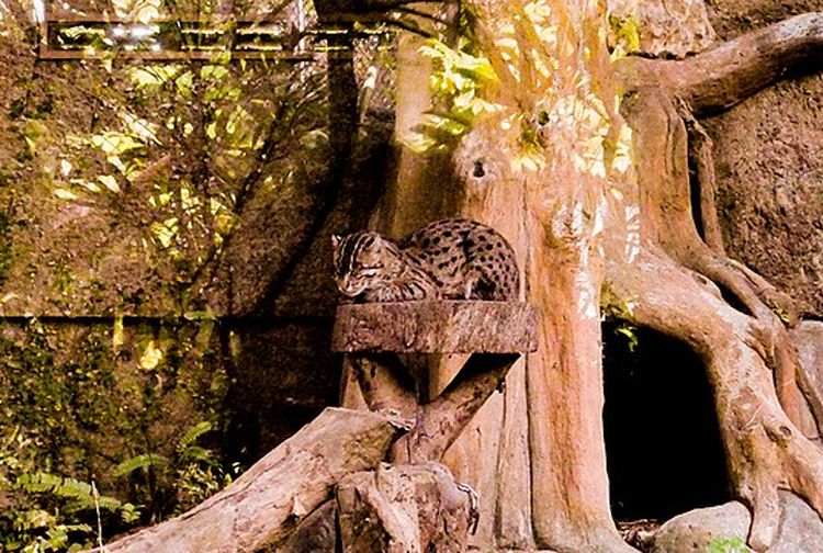 10 Jenis Kucing Asia Tenggara, Banyak yang Kini Terancam di Habitatnya ...