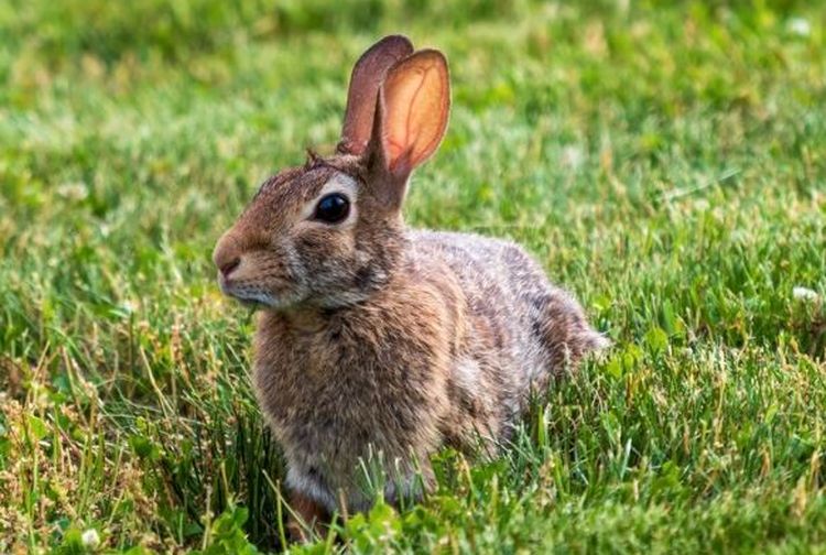 Mengenal Keragaman Fauna di Pulau Sumatera, Salah Satunya Kelinci - Kids