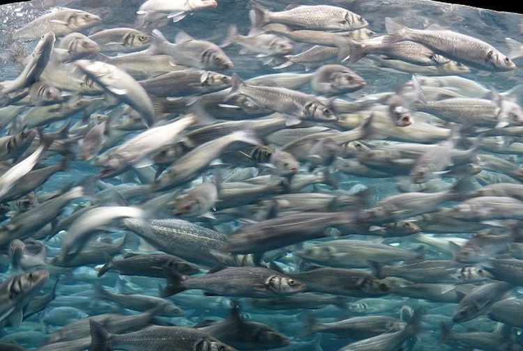 Melawan Arus Sungai, Kenapa Ikan Salmon Melakukan Migrasi? # ...