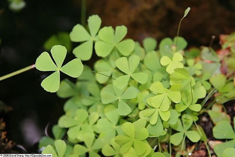 6 Manfaat Daun Semanggi, Bisa Bantu Obati Flu dan Redakan Demam - Kids