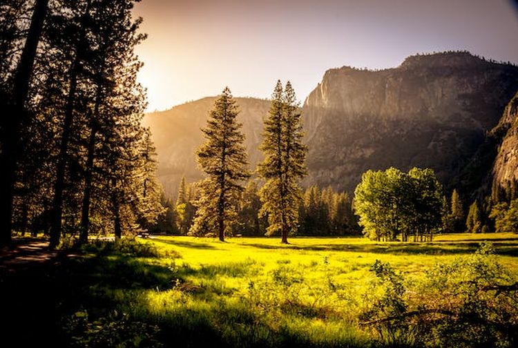 Geografi Kelas XI SMA: 5 Manfaat Sumber Daya Alam Hutan dan ...