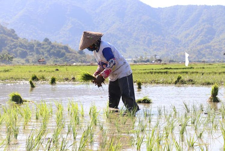 5 Dampak Negatif Akibat Pemberantasan Serangga bagi Ekosistem Sawah - Kids