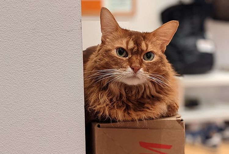 15 Fakta Ilmiah Kucing Somali, Saudara Kucing Abyssinian dari Amerika ...