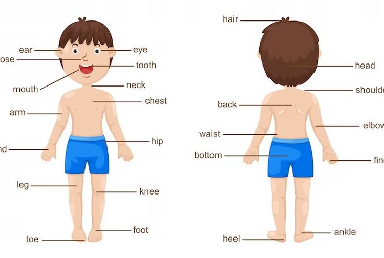 Mengenal Bagian-bagian Tubuh dalam Bahasa Inggris, Kepala hingga Kaki ...
